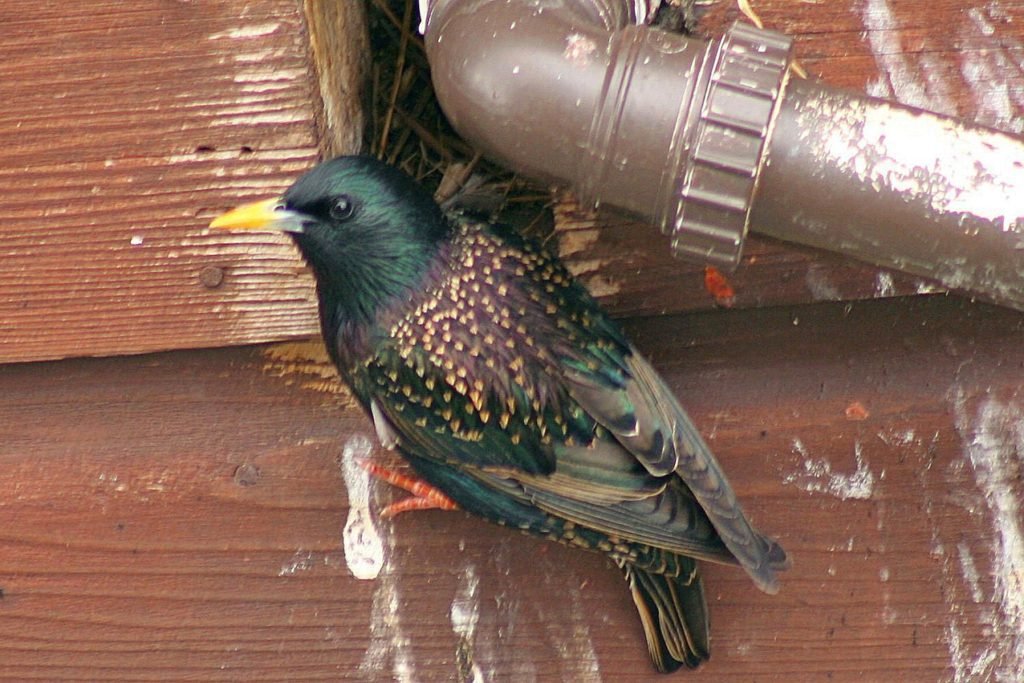 How Can Buildings Be Protected Against Birds? - Frp-Manufacturer